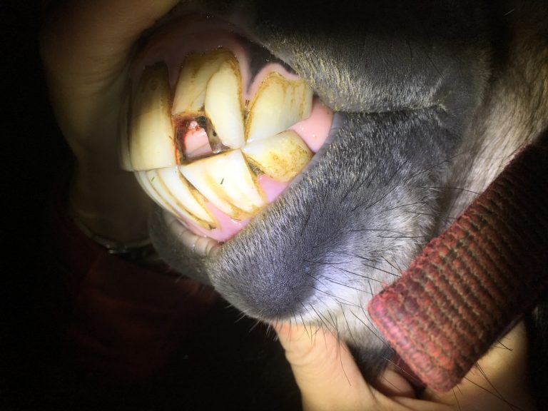 Symptome - Mobile Pferdepraxis für Zahnheilkunde