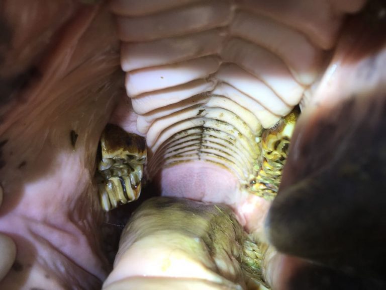 Pferdezahnarzt - Mobile Pferdepraxis für Zahnheilkunde